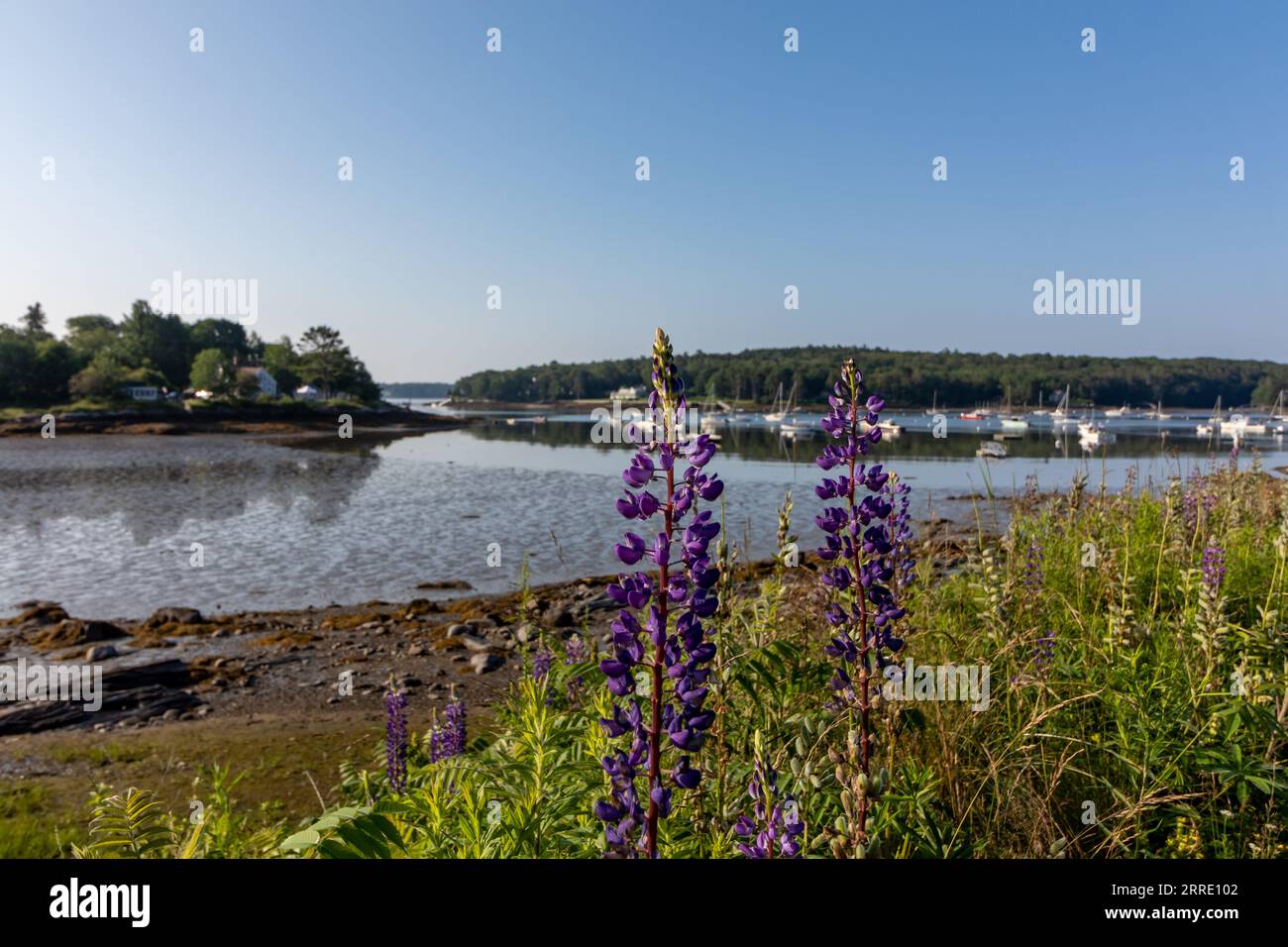 Round Pond harbor, Maine, USA on an early summer morning with blue ...