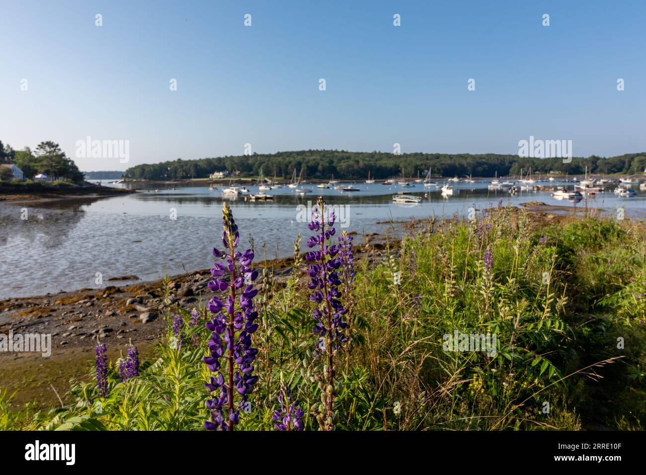 Round Pond harbor, Maine, USA on an early summer morning with blue ...