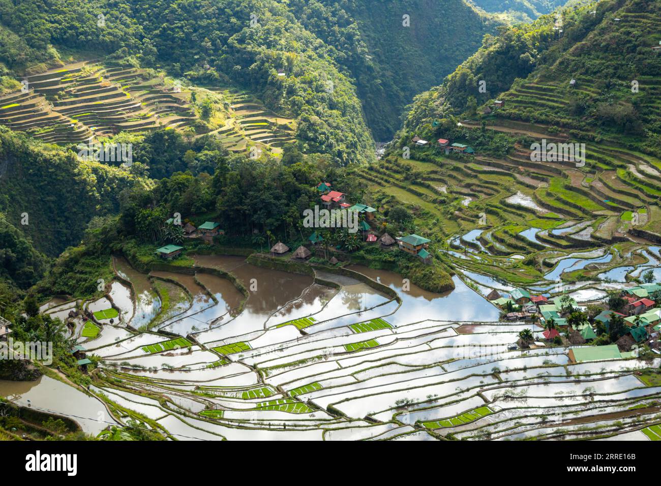 Rice and water on terraces, world heritage Ifugao rice terraces in ...