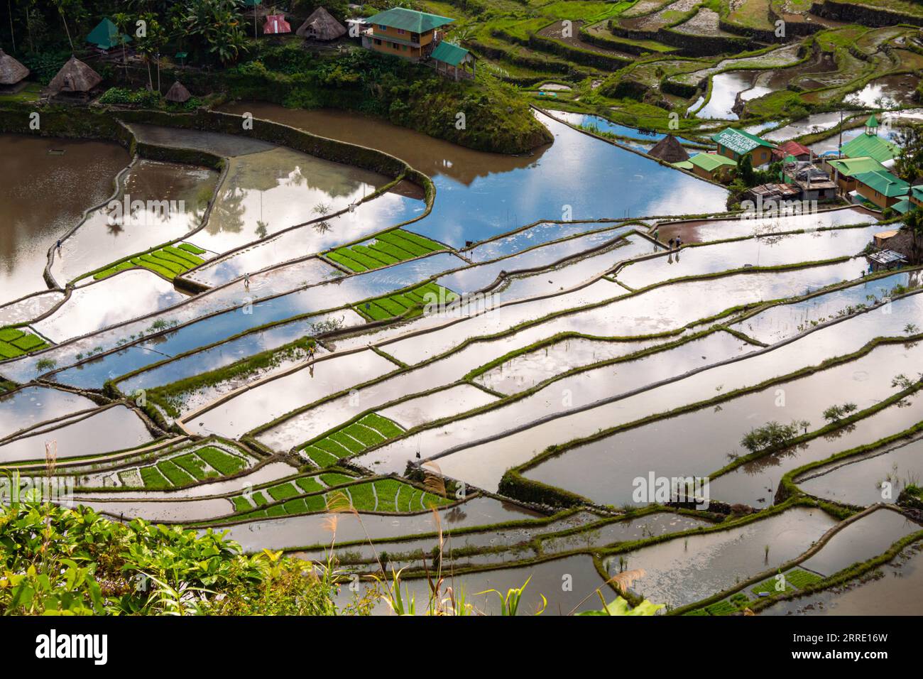 Batad Rice terraces, Banaue, Ifugao, Philippines. Close up image with ...