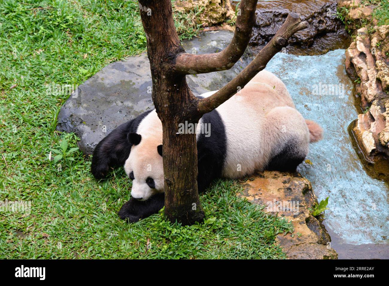 220121 -- BOGOR, Jan. 21, 2022 -- Giant panda Cai Tao is seen at Taman ...