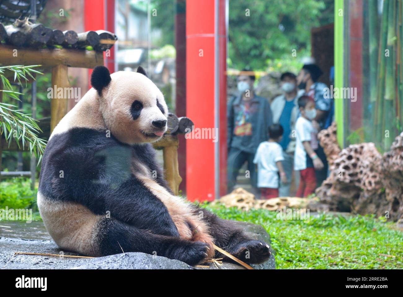 220121 -- BOGOR, Jan. 21, 2022 -- Giant panda Cai Tao is seen at Taman ...