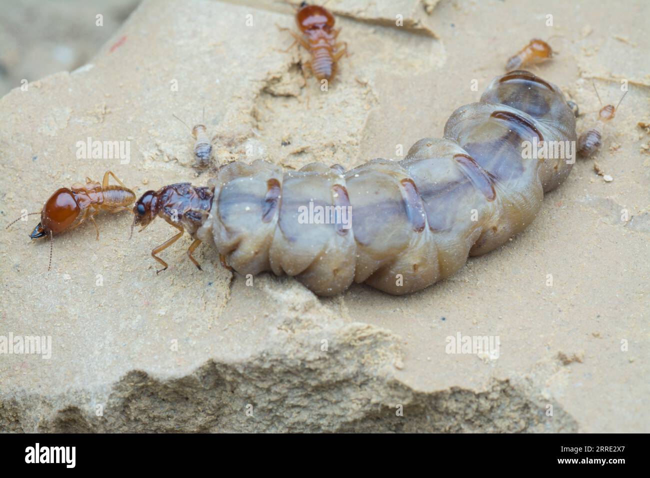 Types of termites hi-res stock photography and images - Alamy