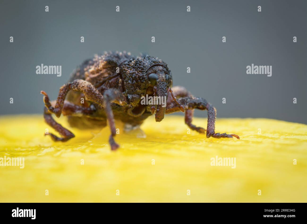 Sternochetus mangiferae infesting the ripe mango flesh Stock Photo - Alamy