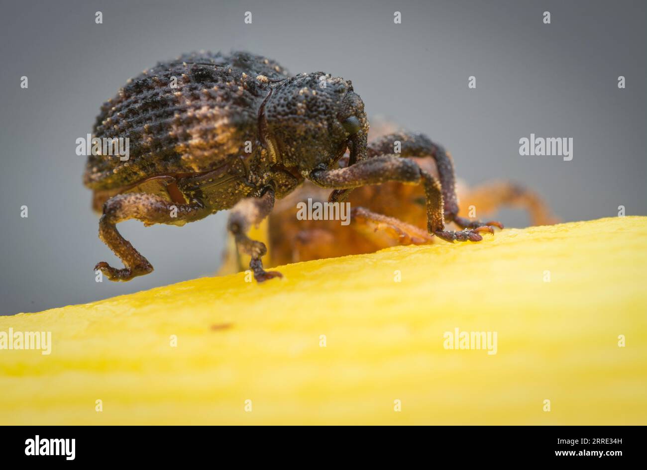 Sternochetus mangiferae infesting the ripe mango flesh Stock Photo - Alamy