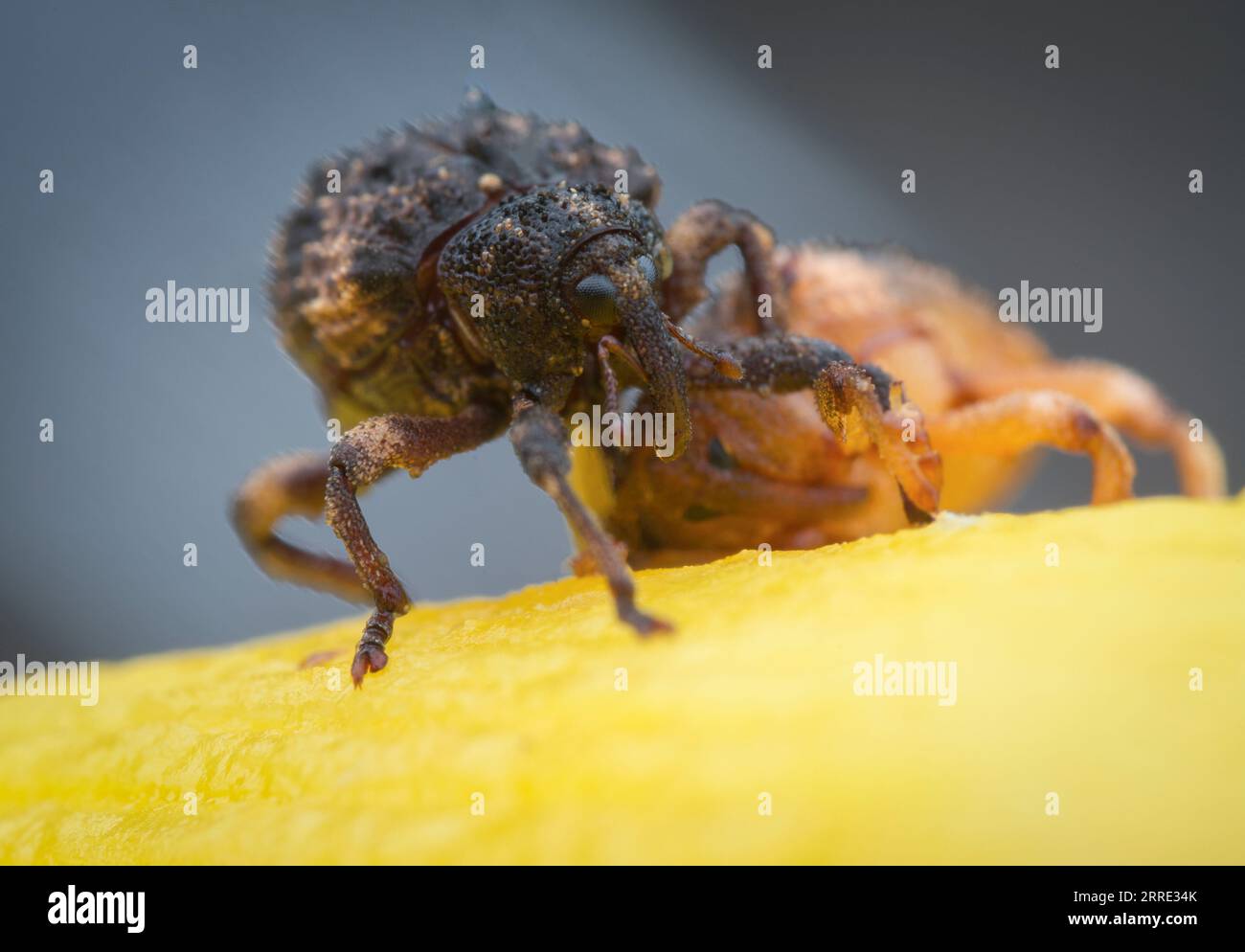 Sternochetus mangiferae infesting the ripe mango flesh Stock Photo - Alamy
