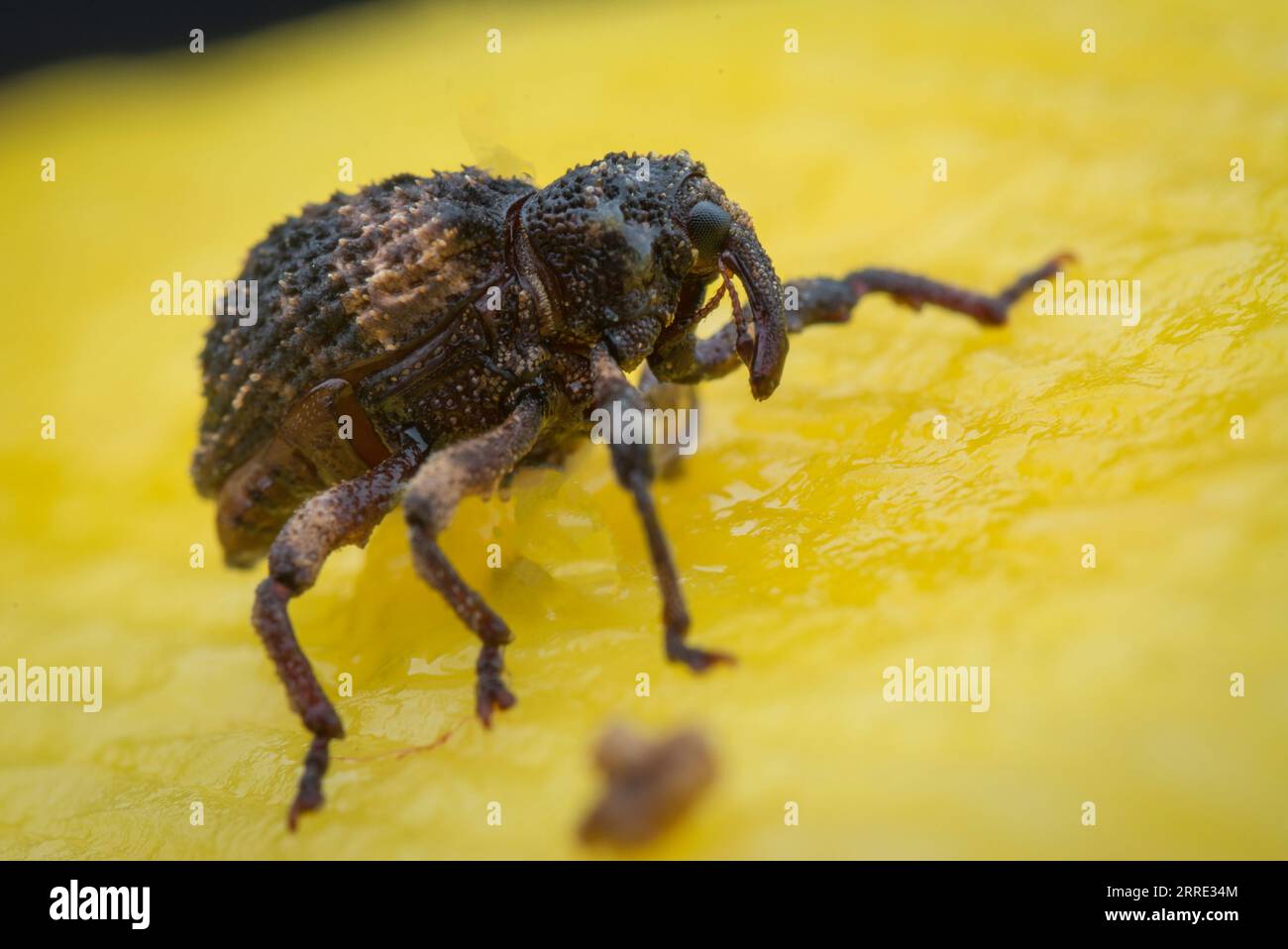 Sternochetus mangiferae infesting the ripe mango flesh Stock Photo - Alamy