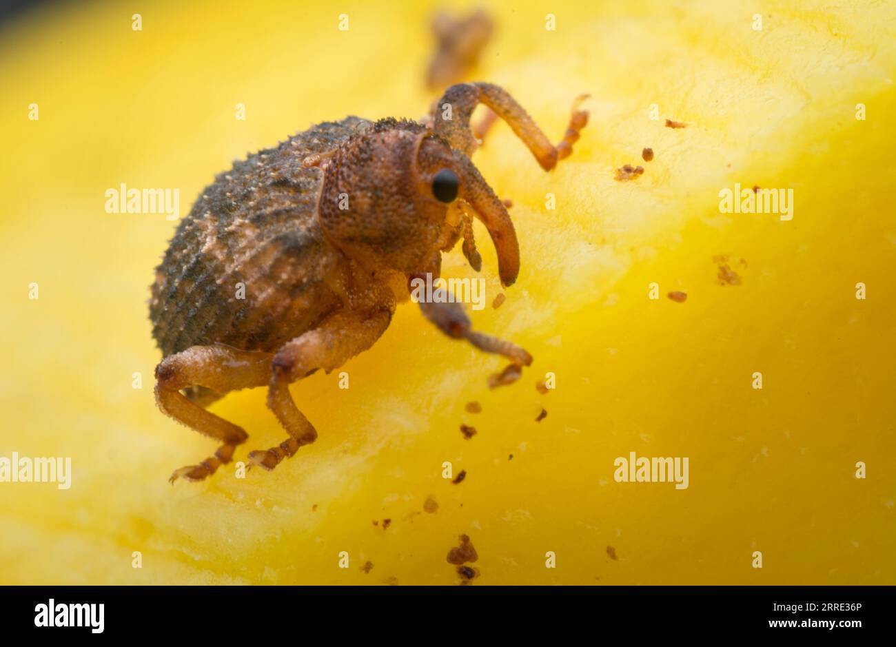 Sternochetus mangiferae infesting the ripe mango flesh Stock Photo - Alamy
