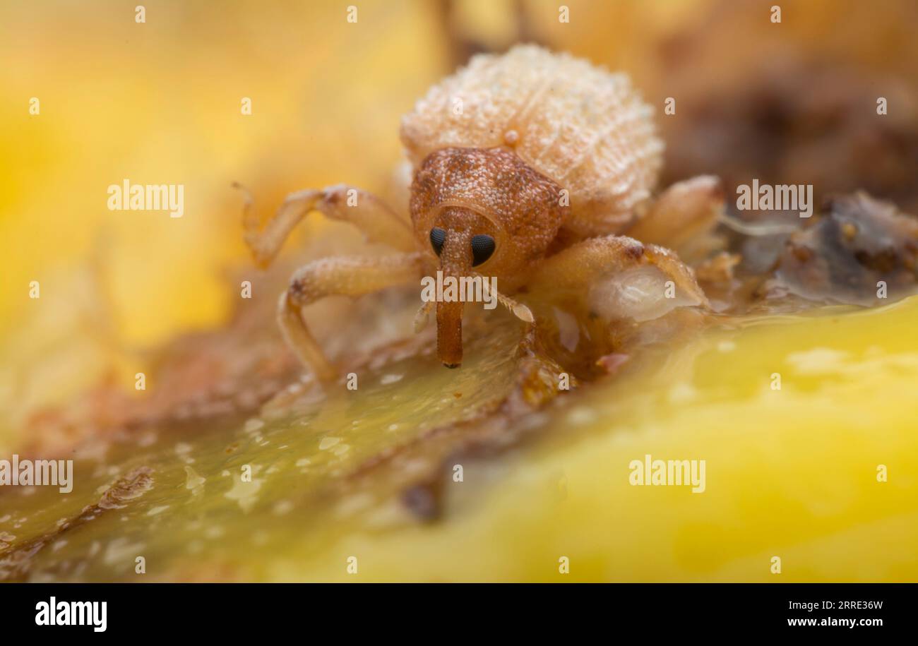 Sternochetus mangiferae infesting the ripe mango flesh Stock Photo - Alamy