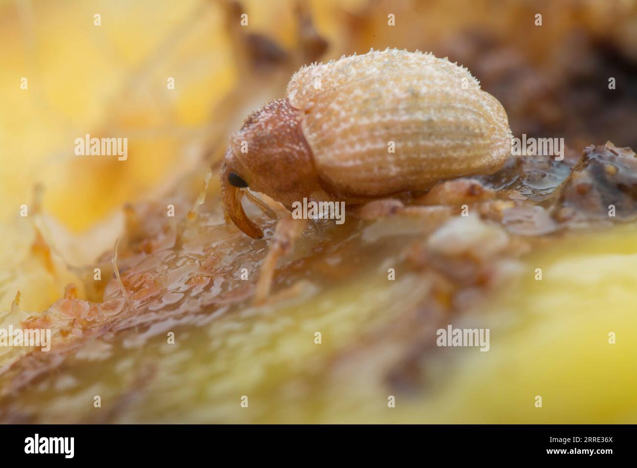 Sternochetus mangiferae infesting the ripe mango flesh Stock Photo - Alamy