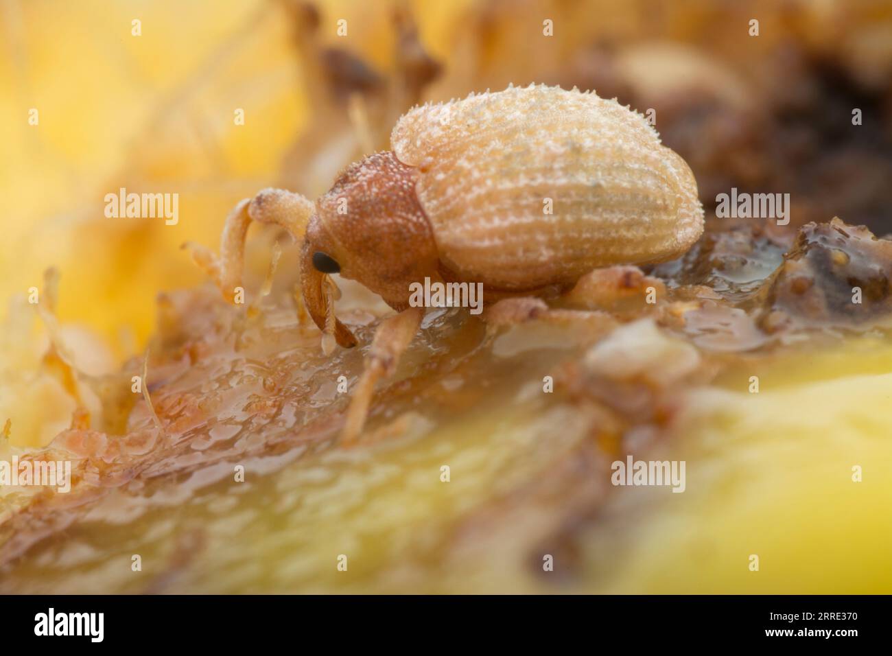 Sternochetus mangiferae infesting the ripe mango flesh Stock Photo - Alamy