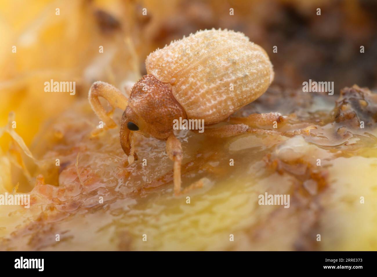 Sternochetus mangiferae infesting the ripe mango flesh Stock Photo - Alamy