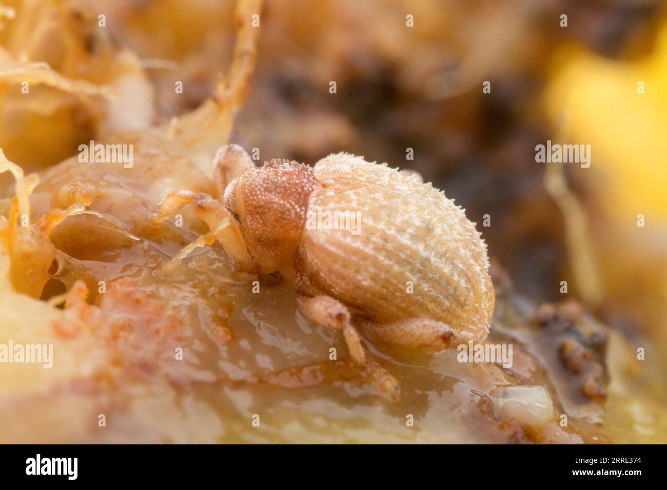 Sternochetus mangiferae infesting the ripe mango flesh Stock Photo - Alamy