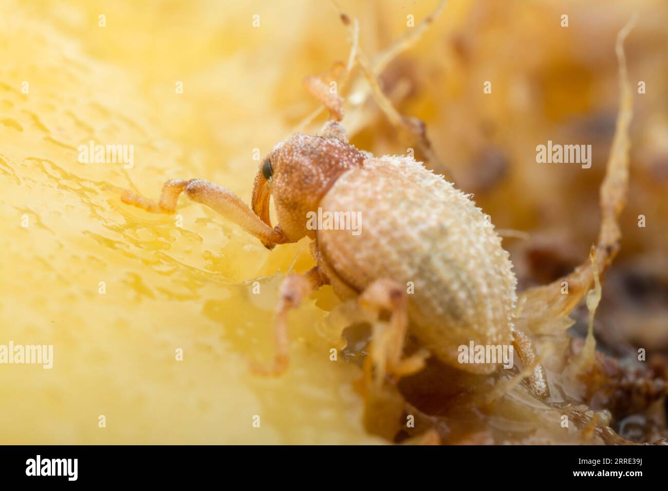 Sternochetus mangiferae infesting the ripe mango flesh Stock Photo - Alamy