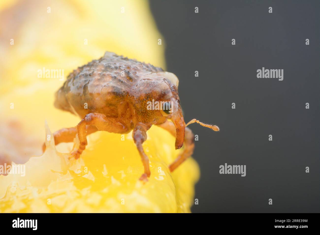 Sternochetus mangiferae infesting the ripe mango flesh Stock Photo - Alamy