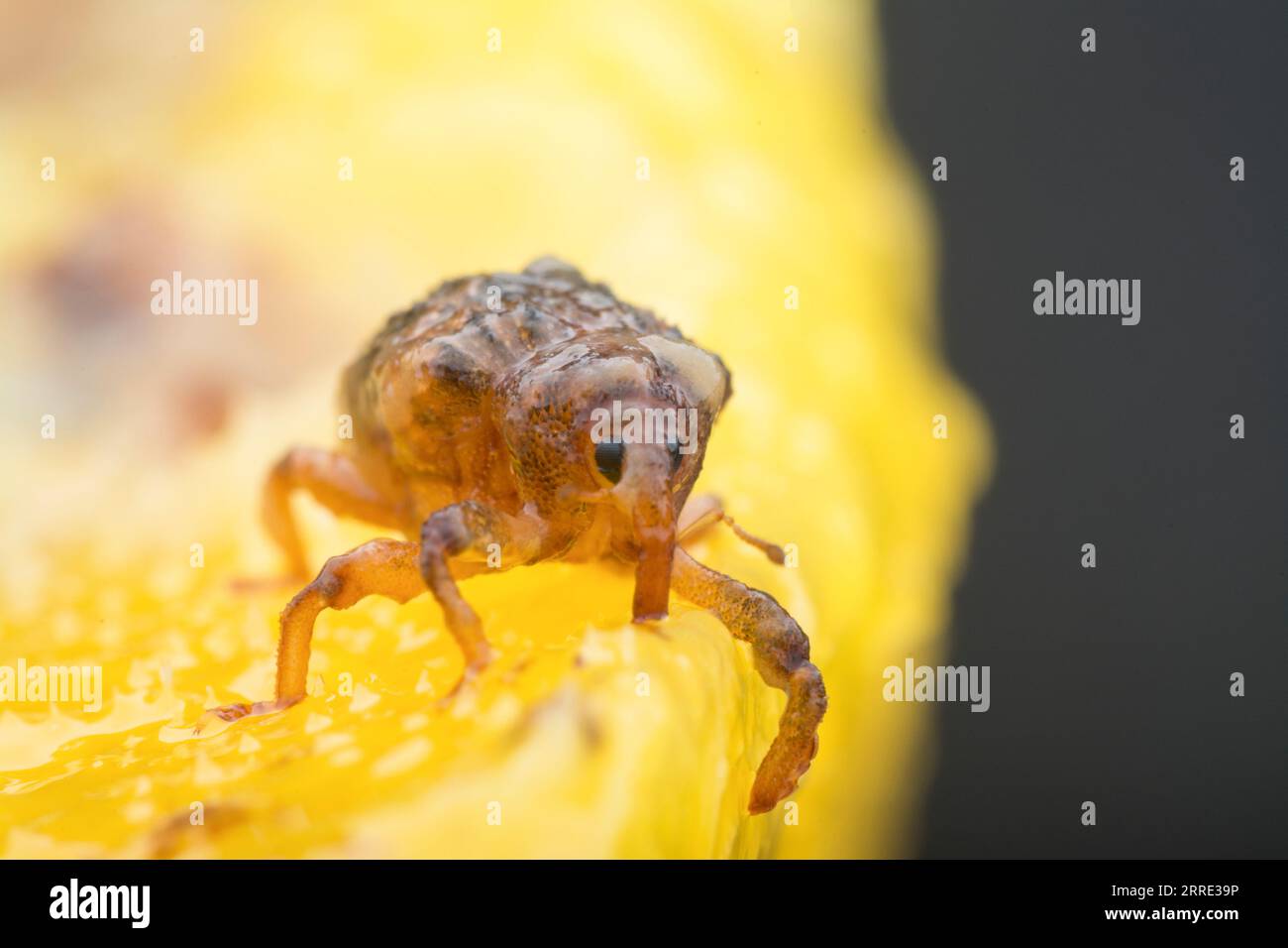 Sternochetus mangiferae infesting the ripe mango flesh Stock Photo - Alamy