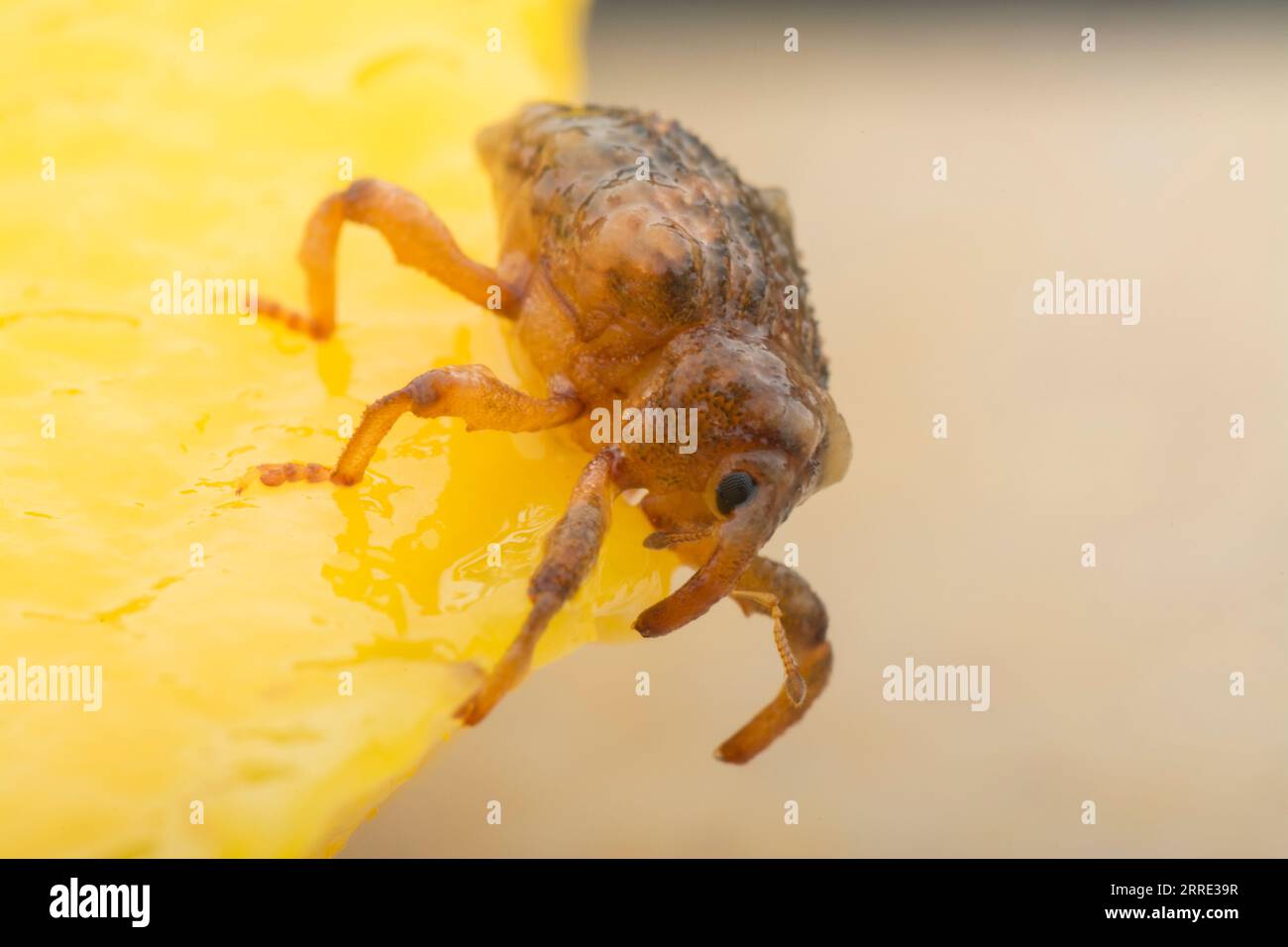 Sternochetus mangiferae infesting the ripe mango flesh Stock Photo - Alamy