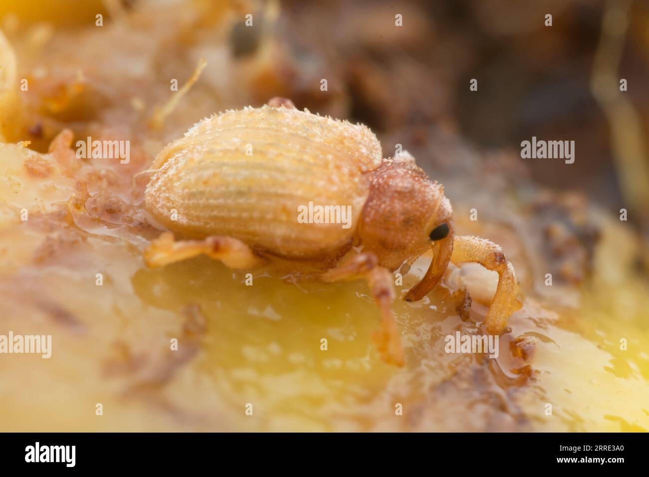 Sternochetus mangiferae infesting the ripe mango flesh Stock Photo - Alamy