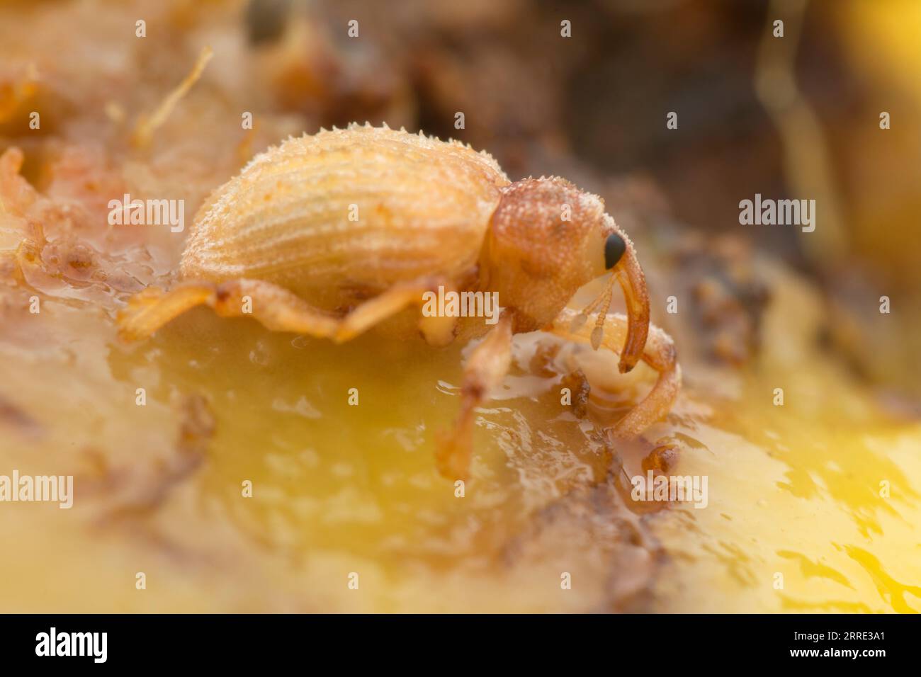 Sternochetus mangiferae infesting the ripe mango flesh Stock Photo - Alamy