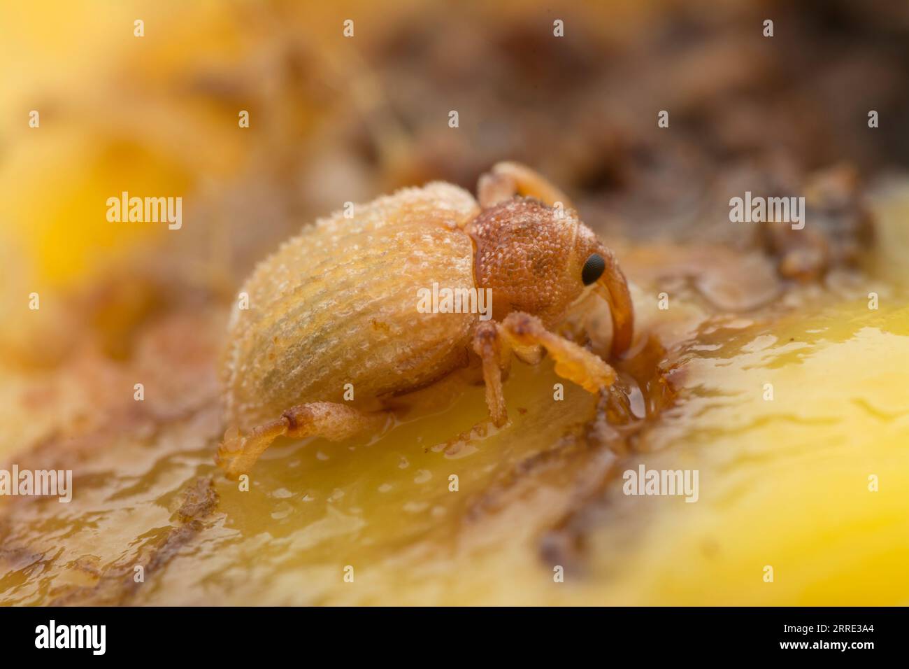 Sternochetus mangiferae infesting the ripe mango flesh Stock Photo - Alamy