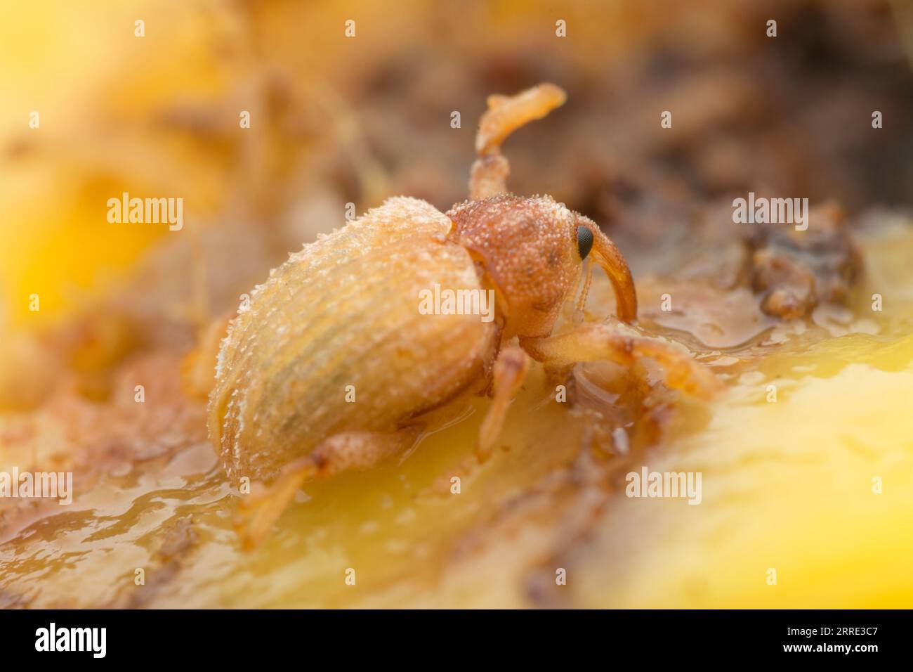 Sternochetus mangiferae infesting the ripe mango flesh Stock Photo - Alamy