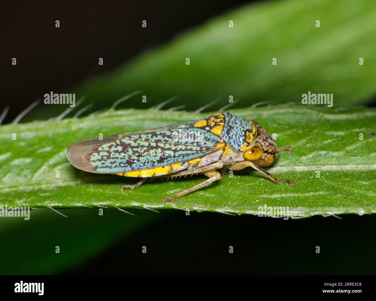 Broad-Headed Sharpshooter (Oncometopia orbona) roosting on a leaf, side ...