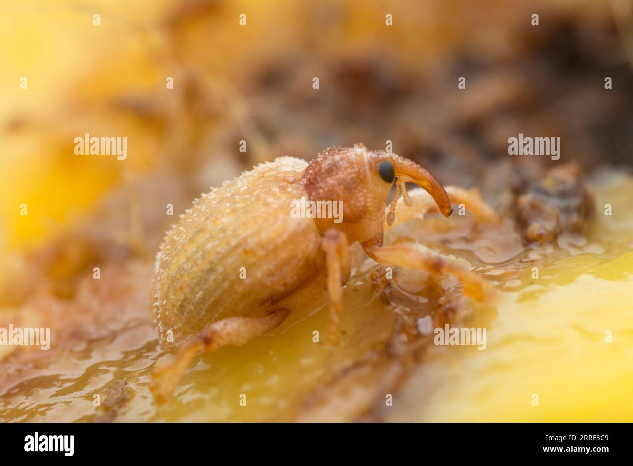 Sternochetus mangiferae infesting the ripe mango flesh Stock Photo - Alamy
