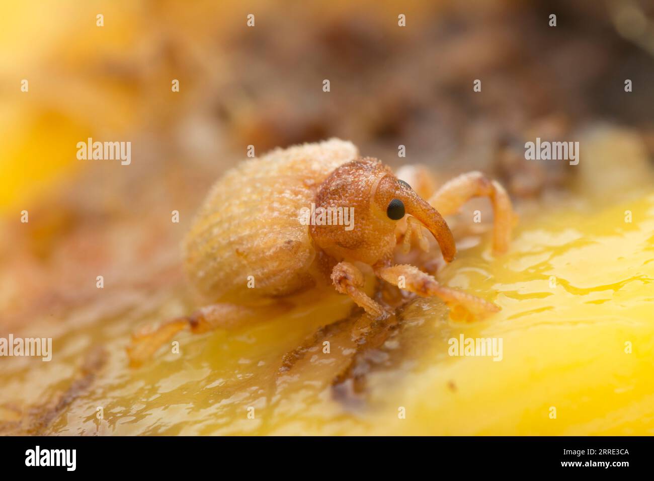 Sternochetus mangiferae infesting the ripe mango flesh Stock Photo - Alamy