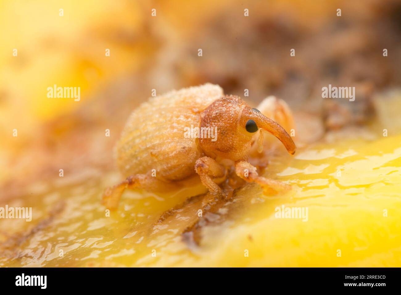 Sternochetus mangiferae infesting the ripe mango flesh Stock Photo - Alamy