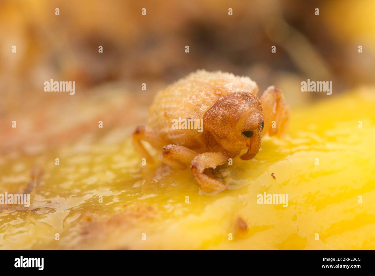 Sternochetus mangiferae infesting the ripe mango flesh Stock Photo - Alamy