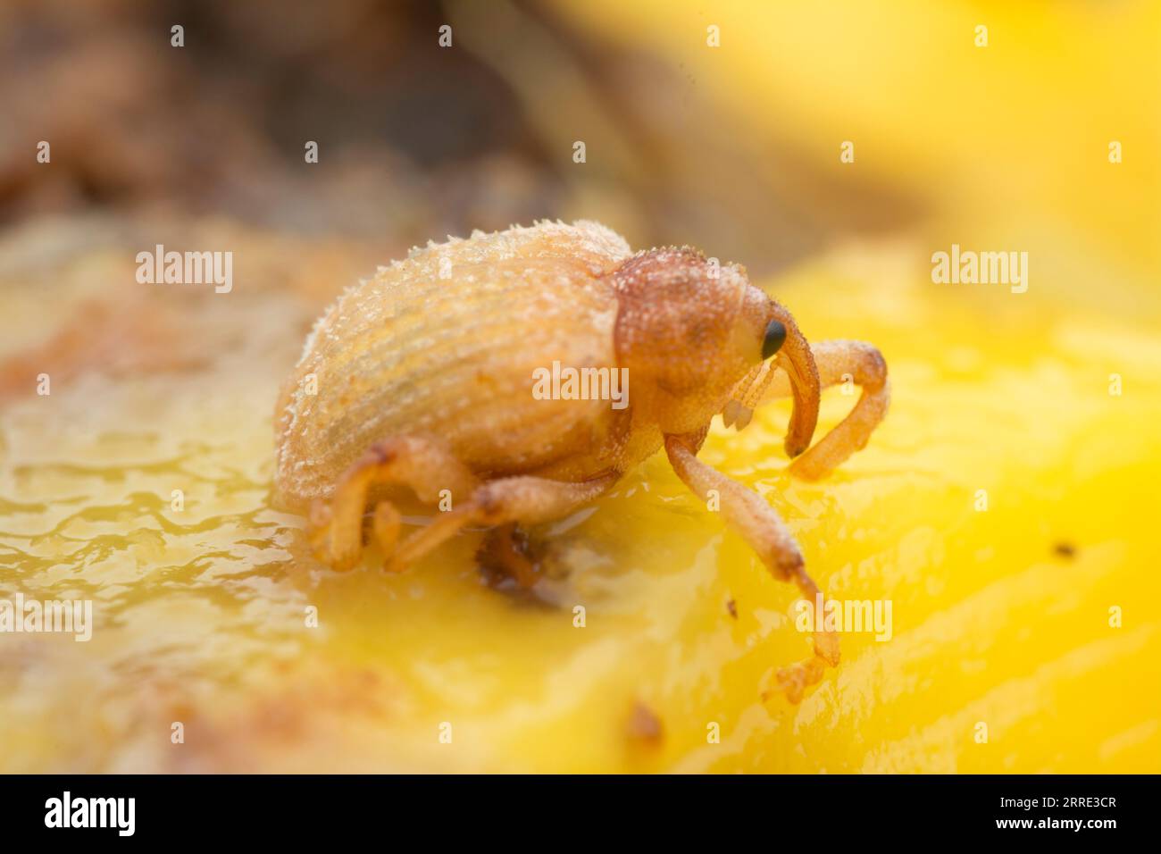 Sternochetus mangiferae infesting the ripe mango flesh Stock Photo - Alamy