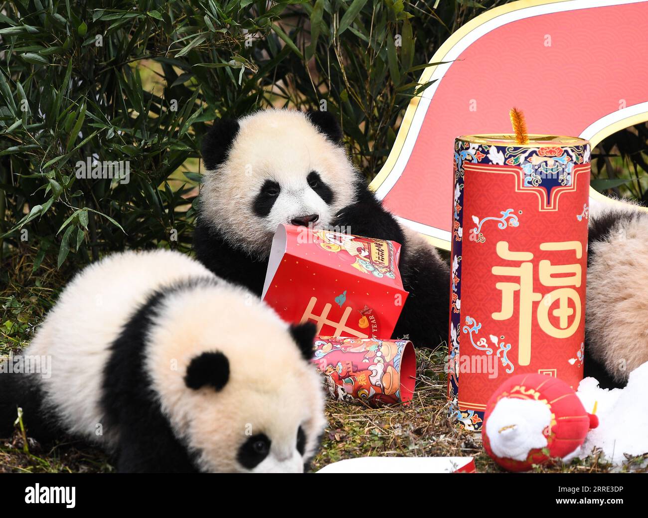 220124 -- WOLONG, Jan. 24, 2022 -- Photo taken on Jan. 24, 2022 shows giant panda cubs during a ...