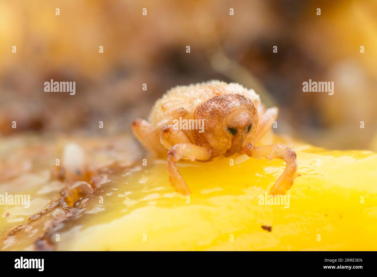 Sternochetus mangiferae infesting the ripe mango flesh Stock Photo - Alamy