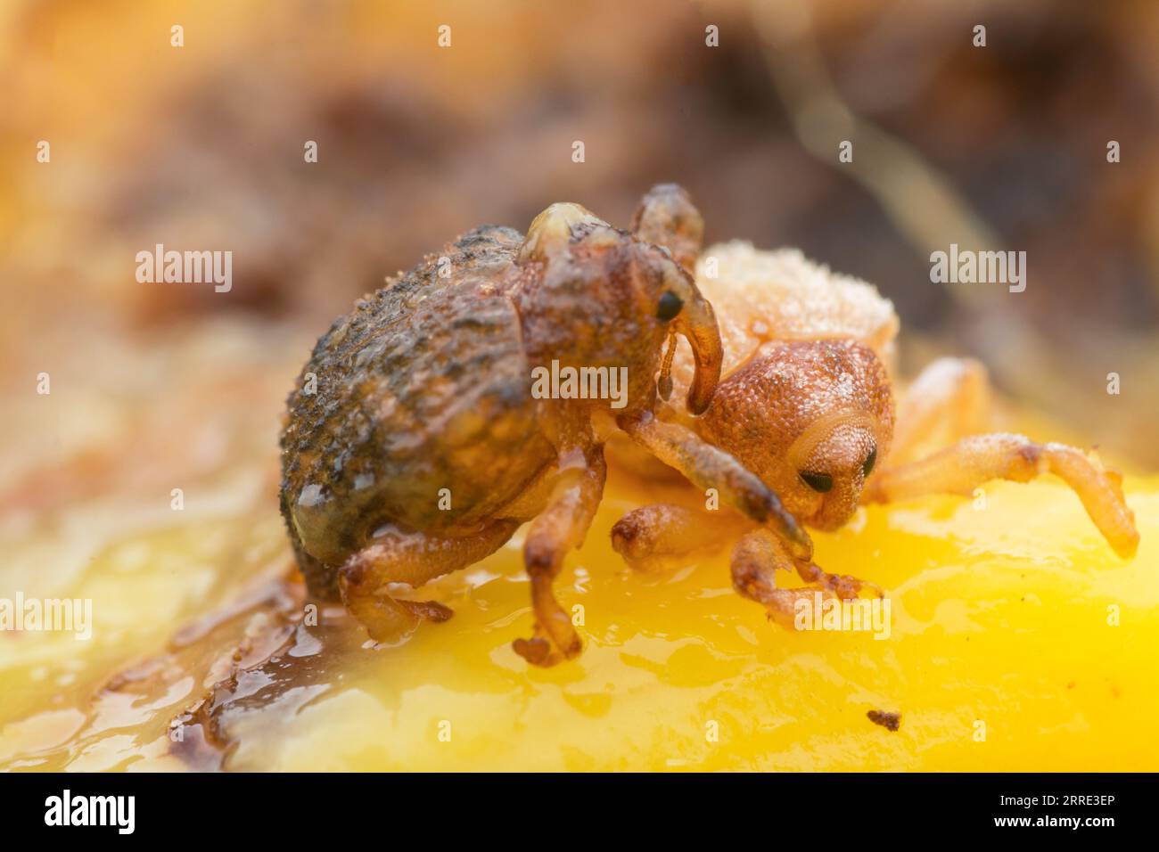 Sternochetus mangiferae infesting the ripe mango flesh Stock Photo - Alamy