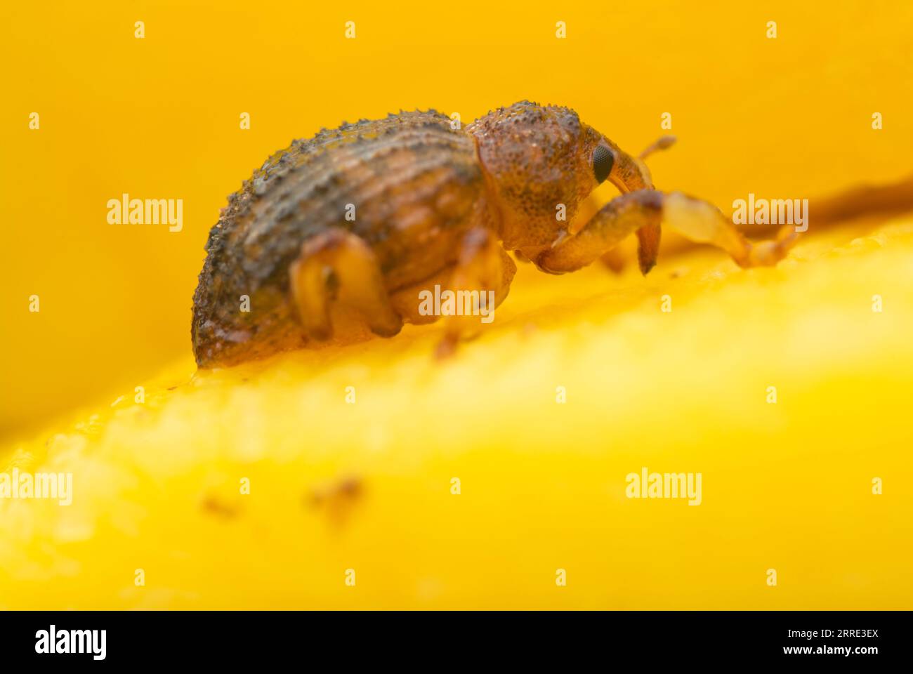Sternochetus mangiferae infesting the ripe mango flesh Stock Photo - Alamy
