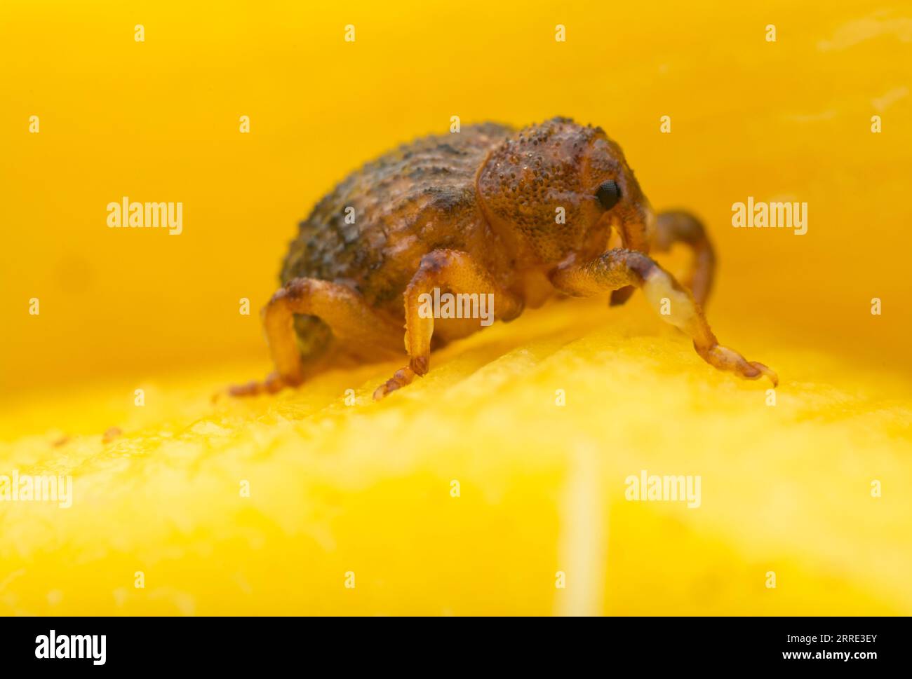 Sternochetus mangiferae infesting the ripe mango flesh Stock Photo - Alamy