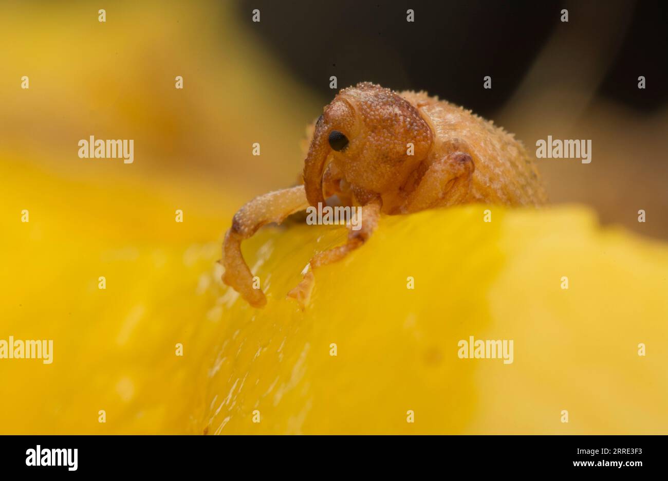 Sternochetus mangiferae infesting the ripe mango flesh Stock Photo - Alamy