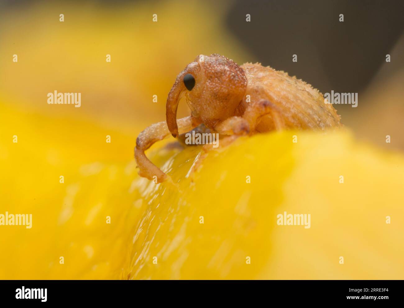 Sternochetus mangiferae infesting the ripe mango flesh Stock Photo - Alamy