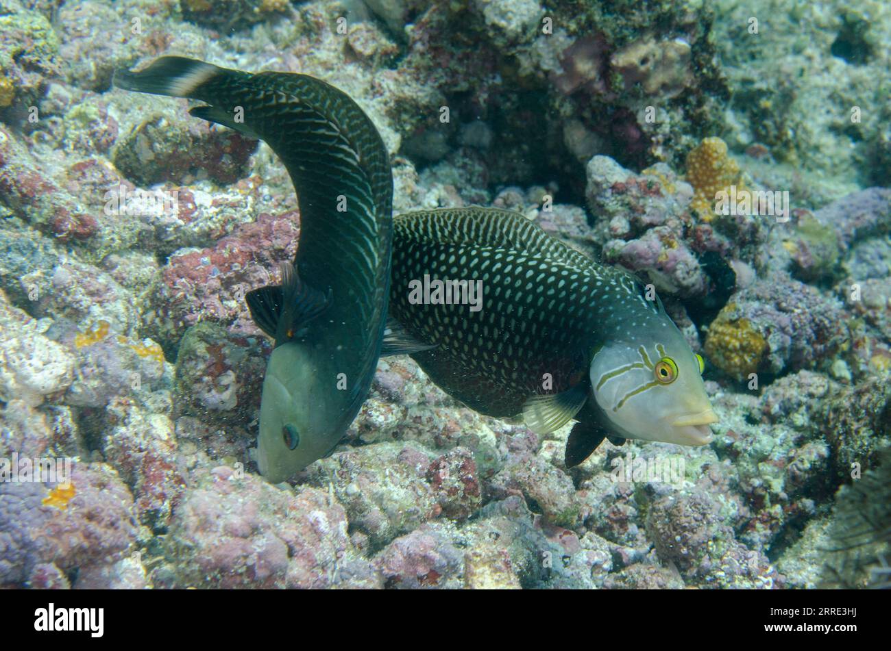 Pair of Rockmover Wrasse, Novaculichthys taeniourus, Sardine Reef dive ...