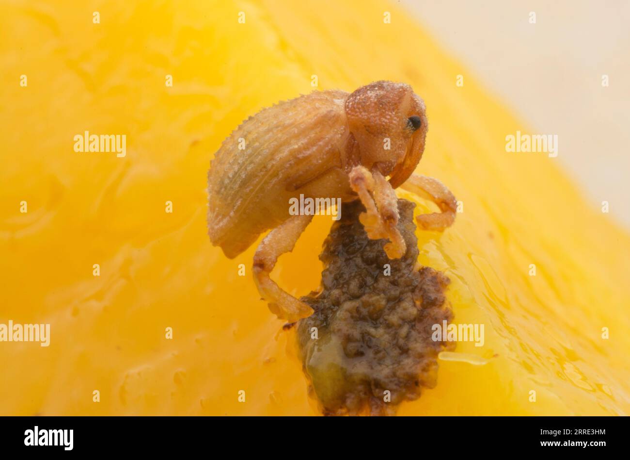 Sternochetus mangiferae infesting the ripe mango flesh Stock Photo - Alamy