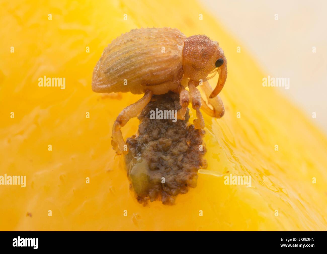 Sternochetus mangiferae infesting the ripe mango flesh Stock Photo - Alamy