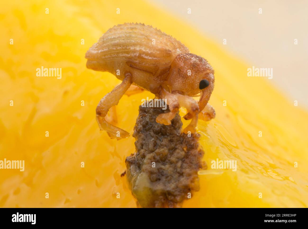 Sternochetus mangiferae infesting the ripe mango flesh Stock Photo - Alamy