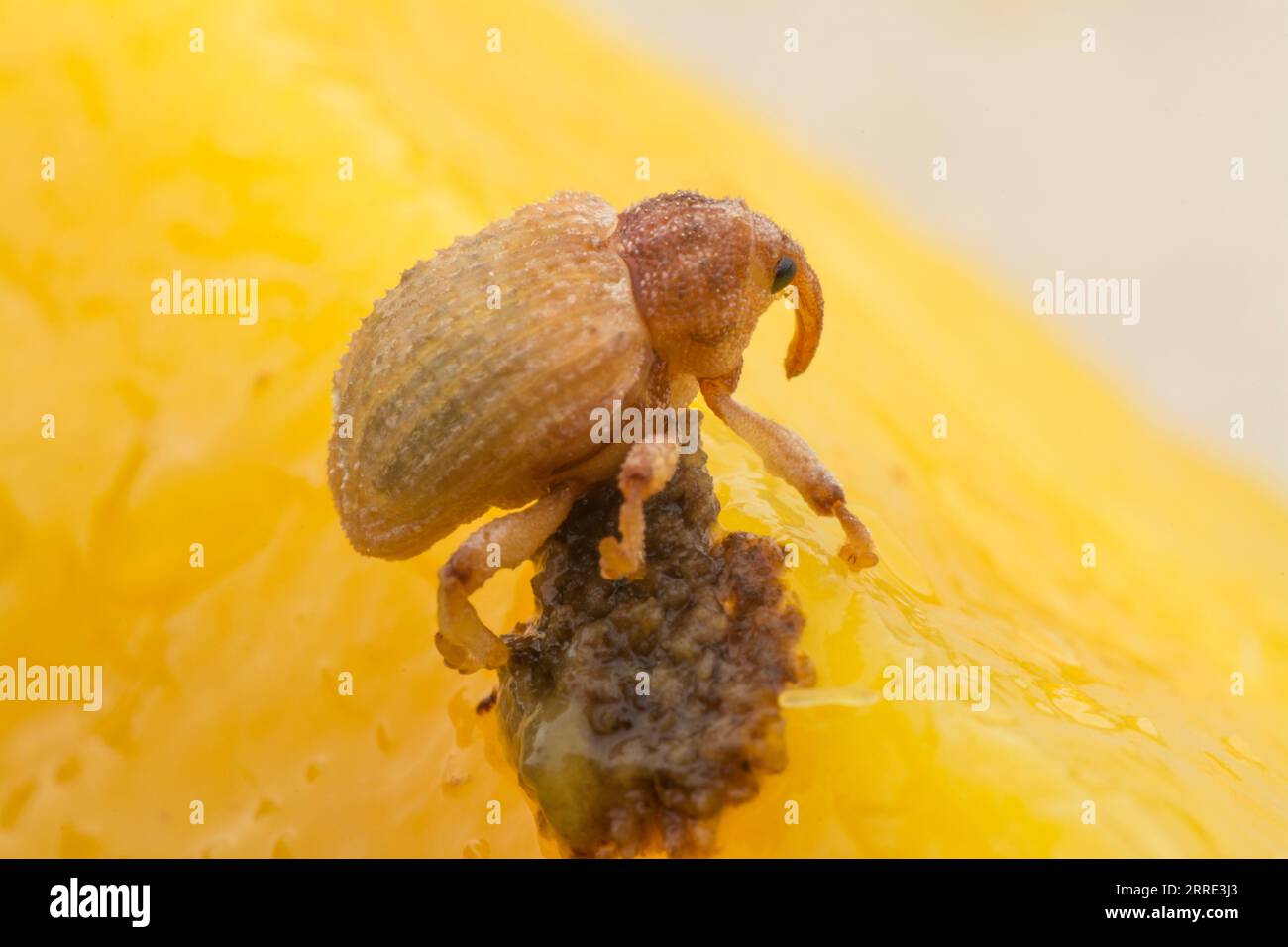Sternochetus mangiferae infesting the ripe mango flesh Stock Photo - Alamy