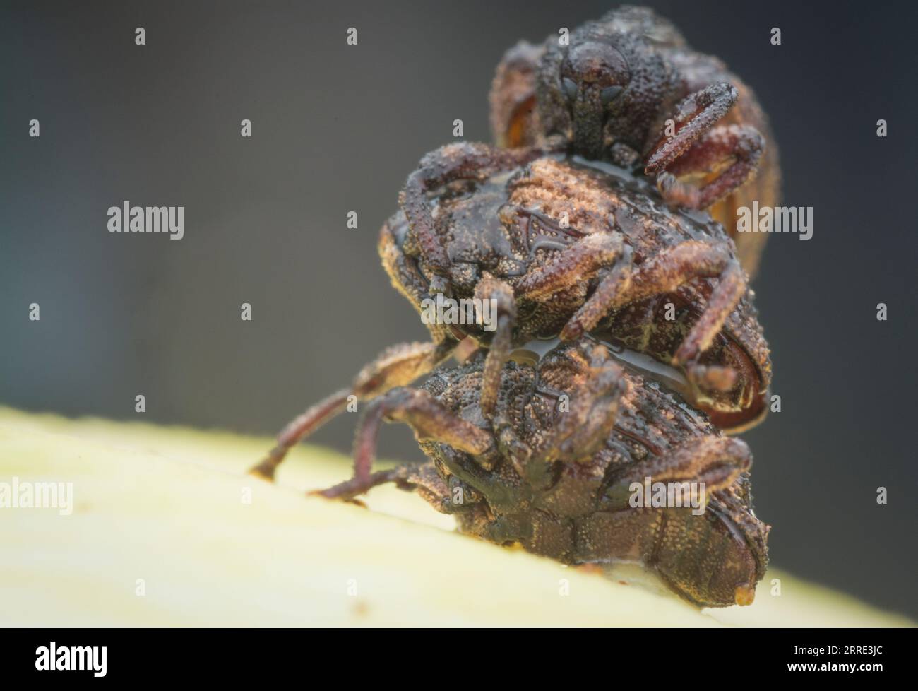 Sternochetus mangiferae infesting the ripe mango flesh Stock Photo - Alamy