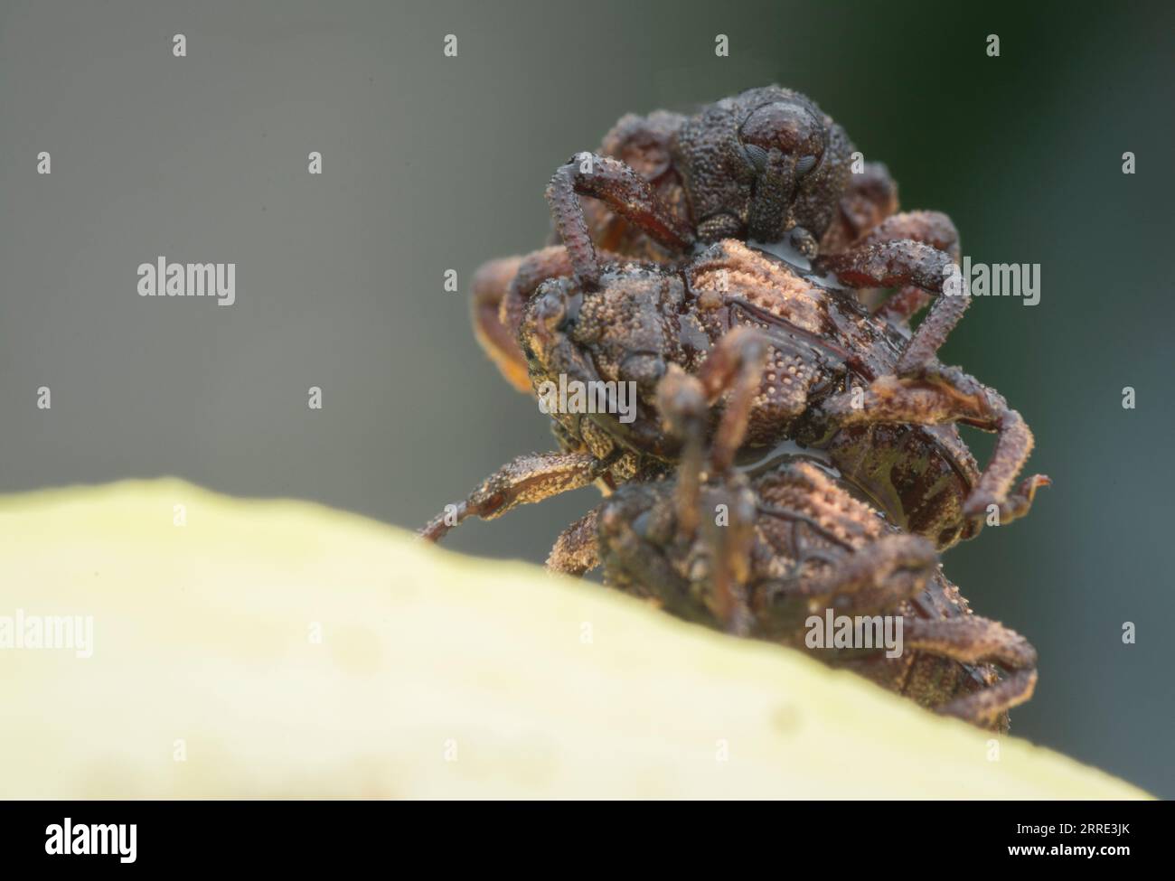Sternochetus mangiferae infesting the ripe mango flesh Stock Photo - Alamy