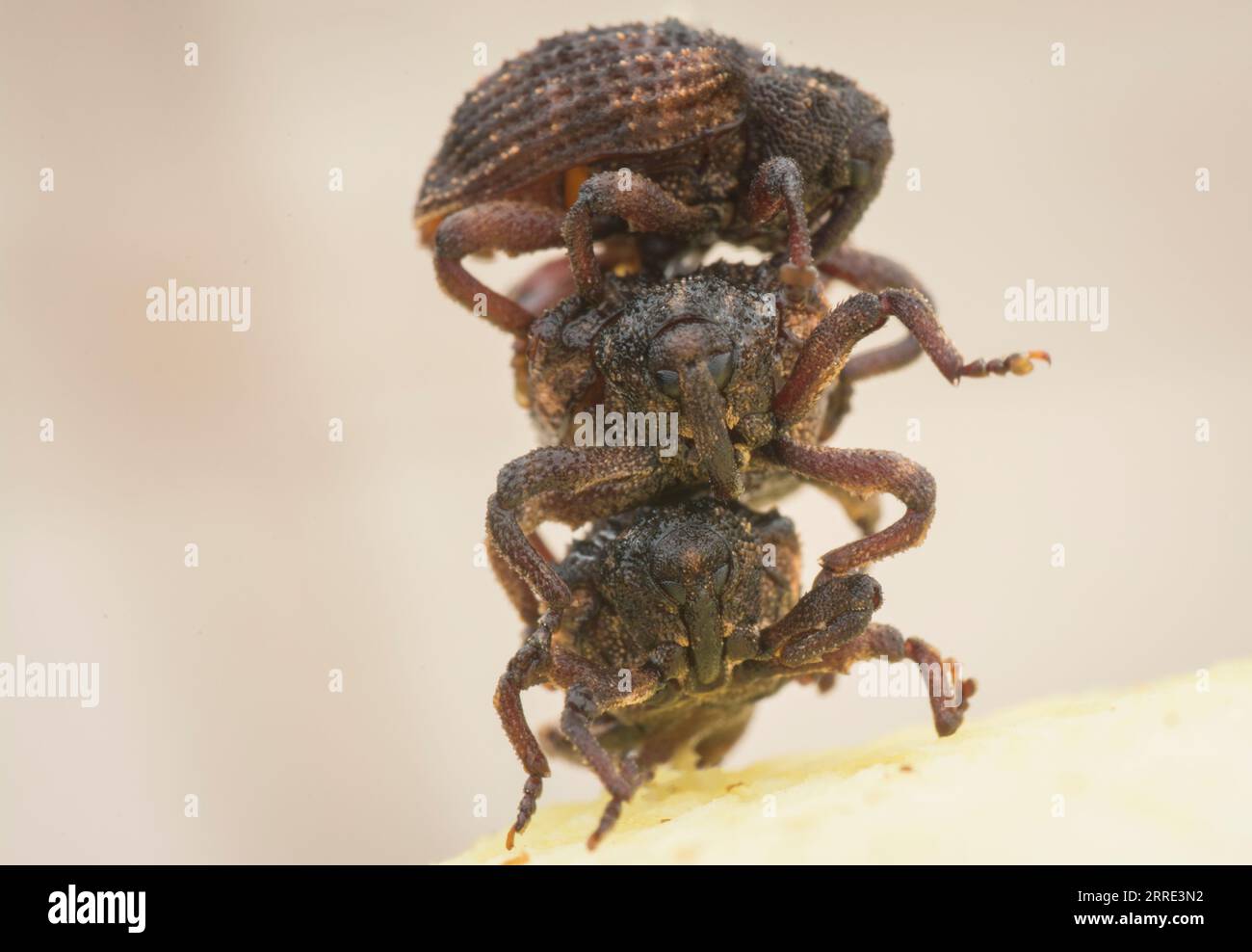 Sternochetus mangiferae infesting the ripe mango flesh Stock Photo - Alamy
