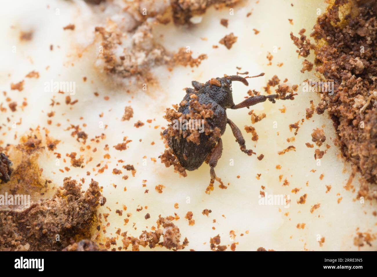 Sternochetus mangiferae infesting the ripe mango flesh Stock Photo - Alamy