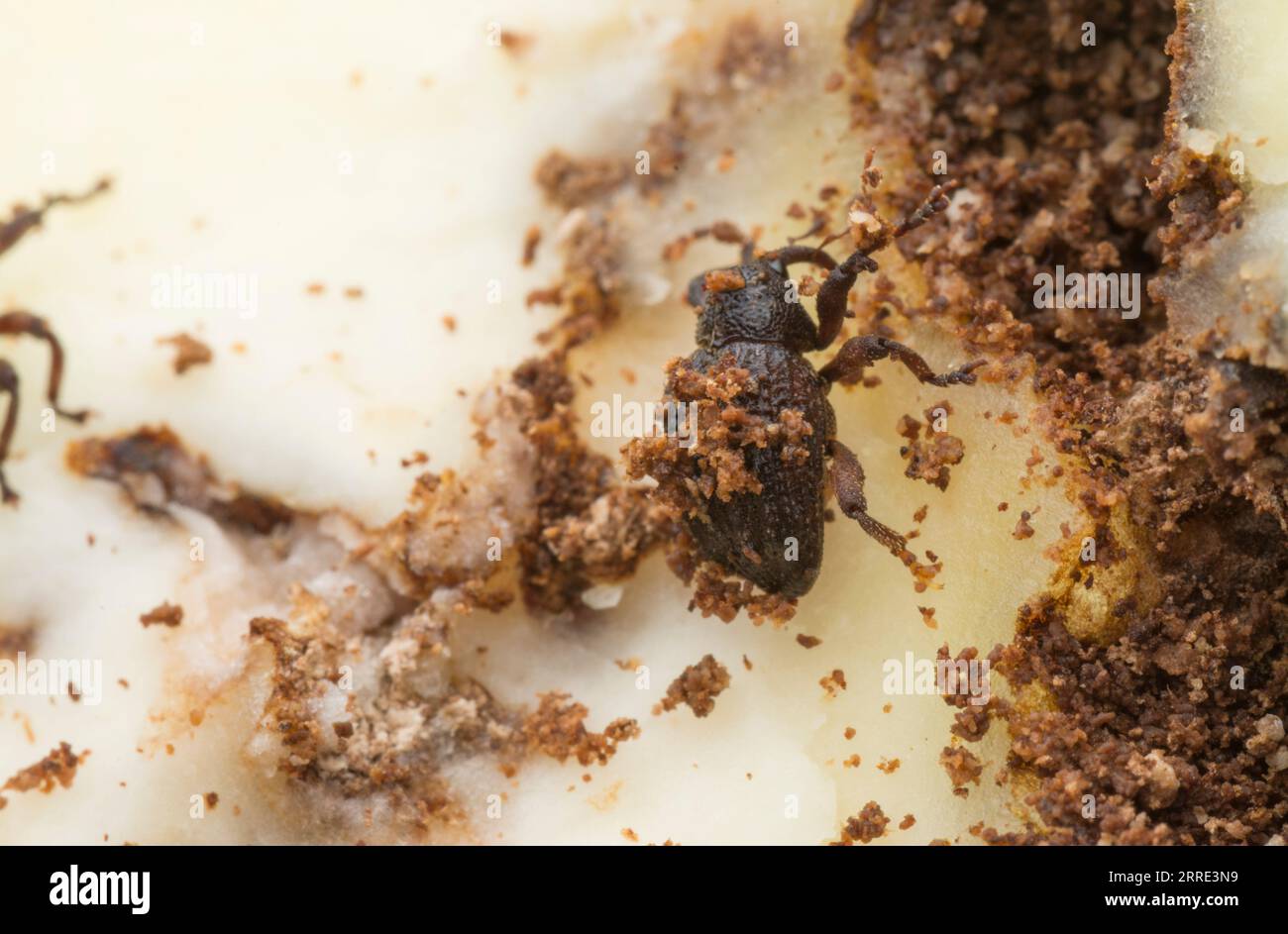 Sternochetus mangiferae infesting the ripe mango flesh Stock Photo - Alamy