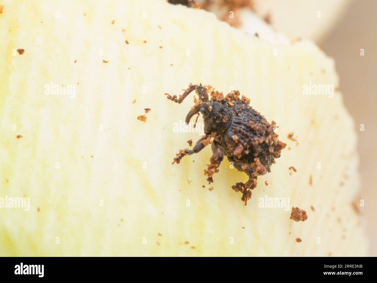 Sternochetus mangiferae infesting the ripe mango flesh Stock Photo - Alamy