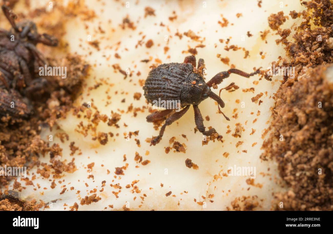 Sternochetus mangiferae infesting the ripe mango flesh Stock Photo - Alamy